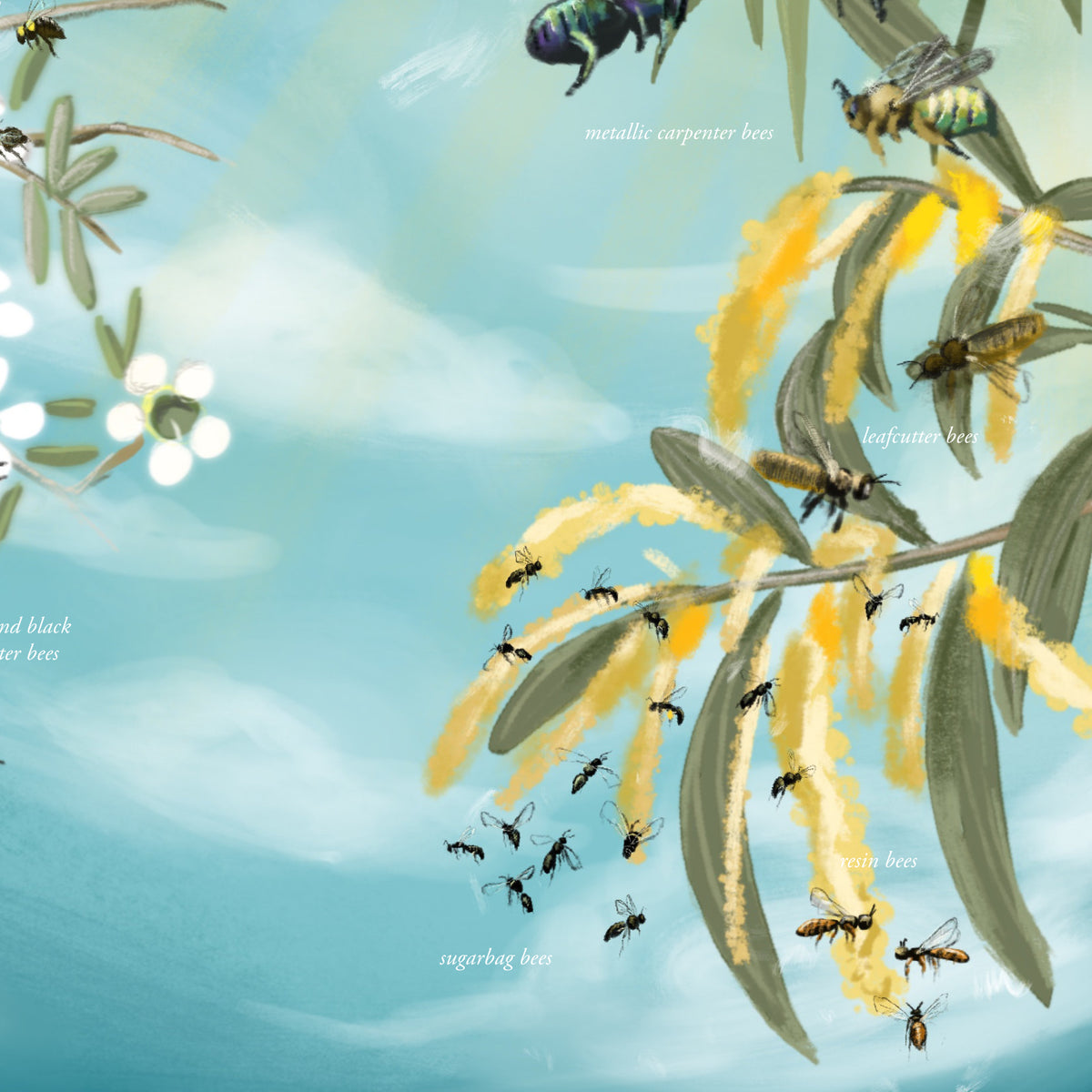 Native Bees of Australia poster (Colourful version) – Room to Wonder